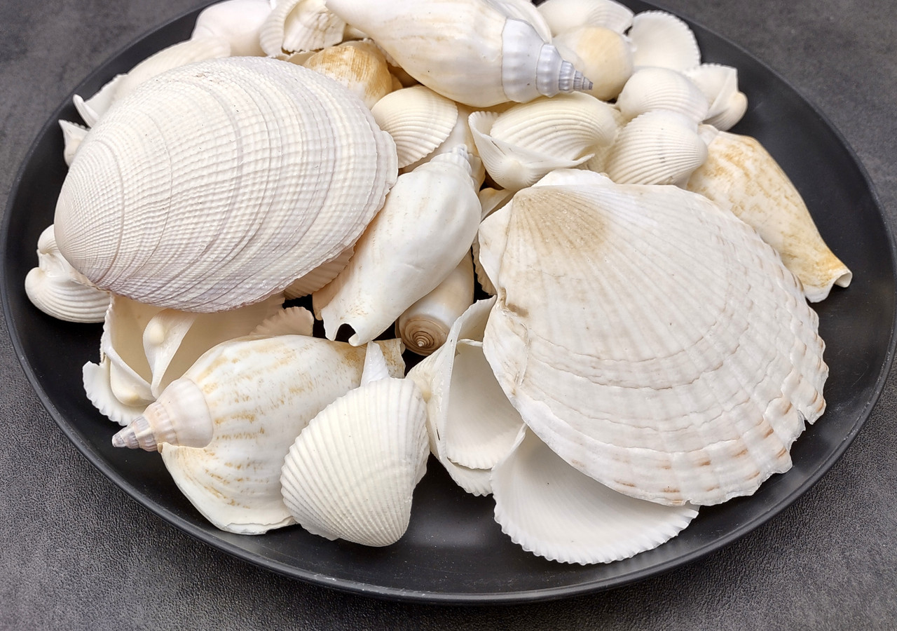 White & Cream Seashell Wedding Mix Medium (Approx. 1 kilogram 50 ...