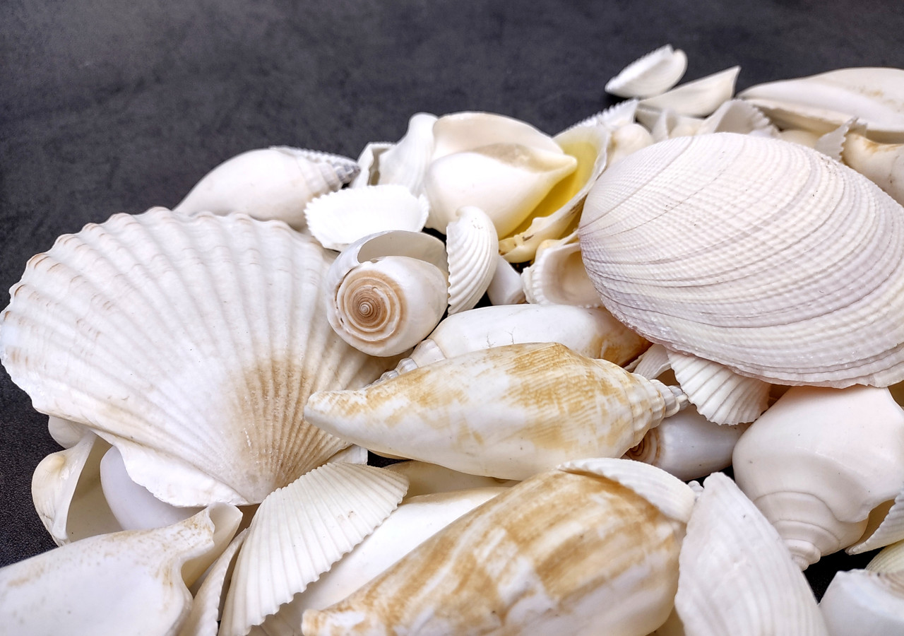 White & Cream Seashell Wedding Mix Medium (Approx. 1 kilogram 50 ...