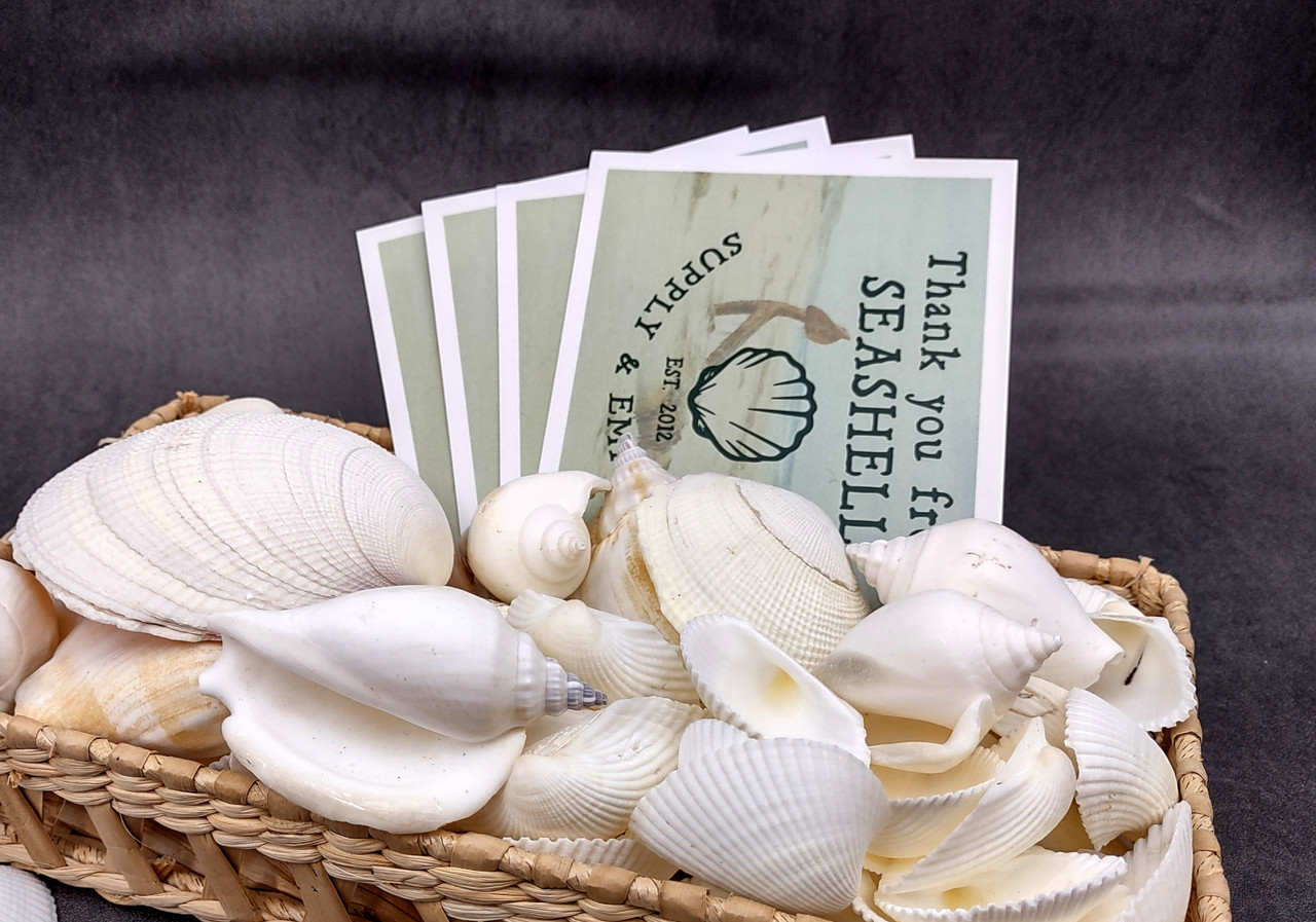 White & Cream Seashell Wedding Mix Medium (Approx. 1 kilogram 50 ...