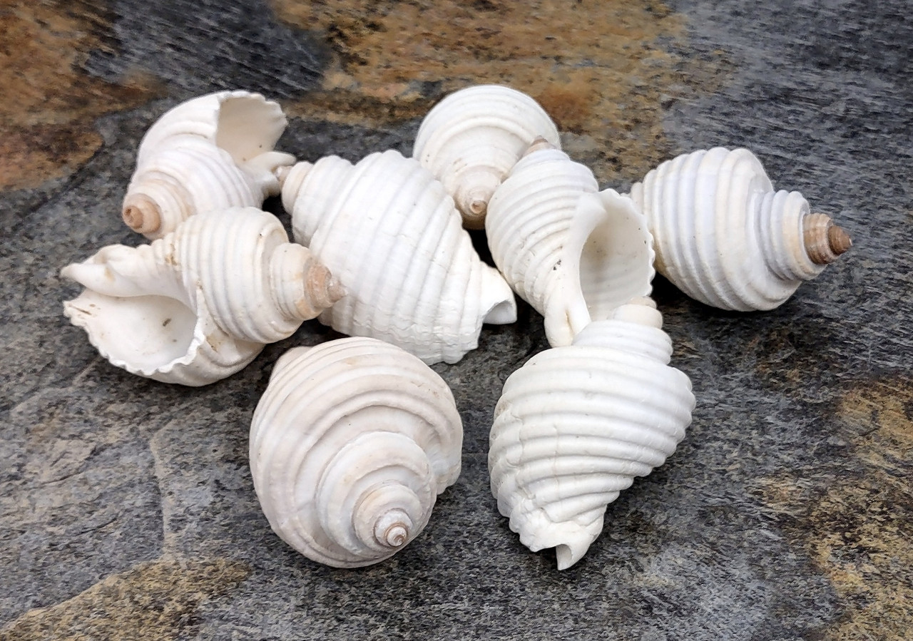 Groovy White Seashells Macron Aethiops (8 shells approx. 2+ inches ...