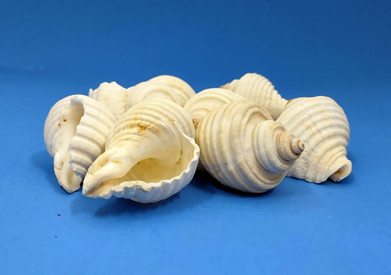 Groovy White Seashells Macron Aethiops (8 shells approx. 2+ inches ...
