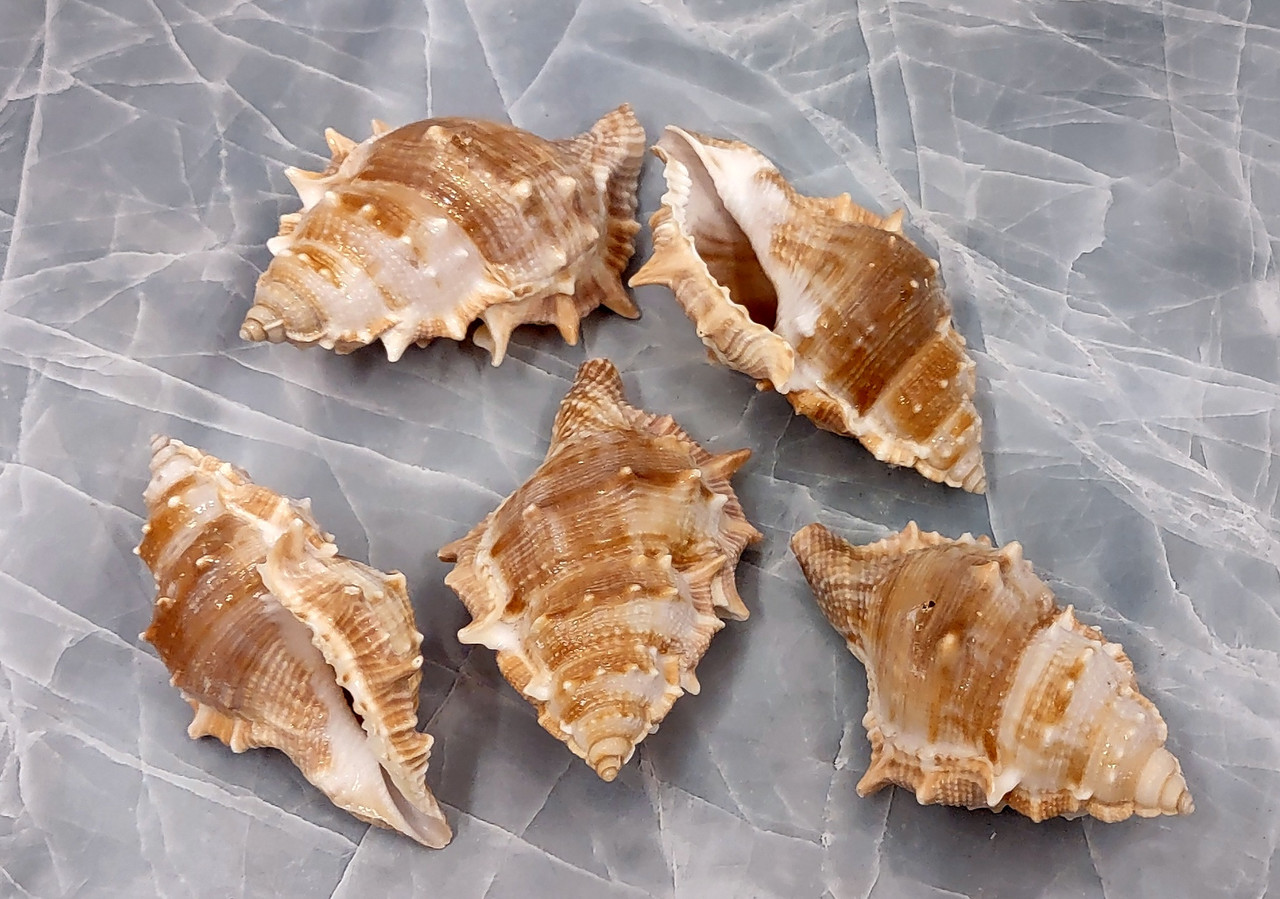 Frog Seashells - Bursa Rana- (5 shells approx. 2-2.5 inches)