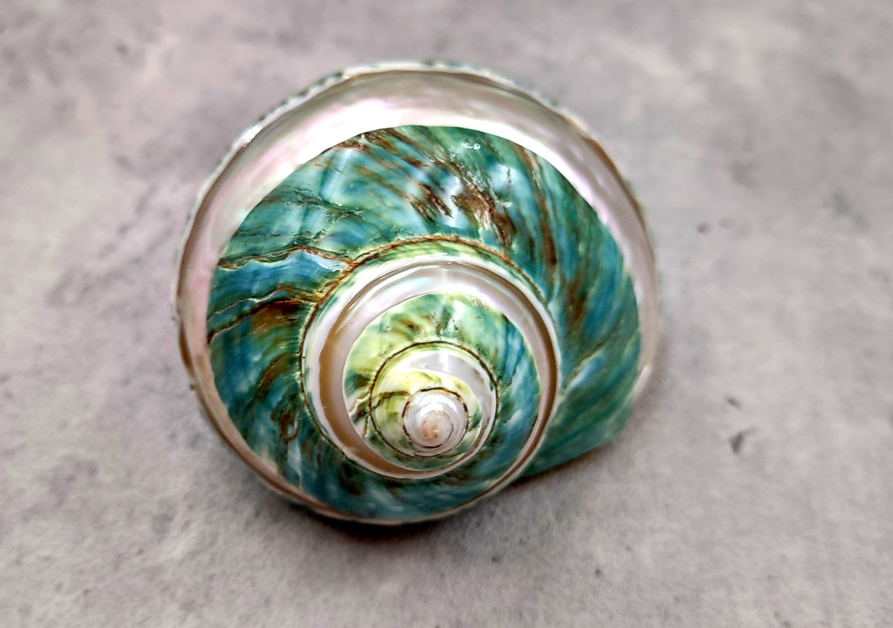 Polished Jade Turbo Shell with Pearlized Stripe Turbo Burgessi (1 shell ...