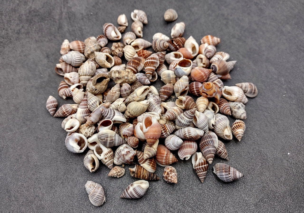Common Nutmeg Seashells Spiral Cancellaria Reticulata (approx. half cup ...