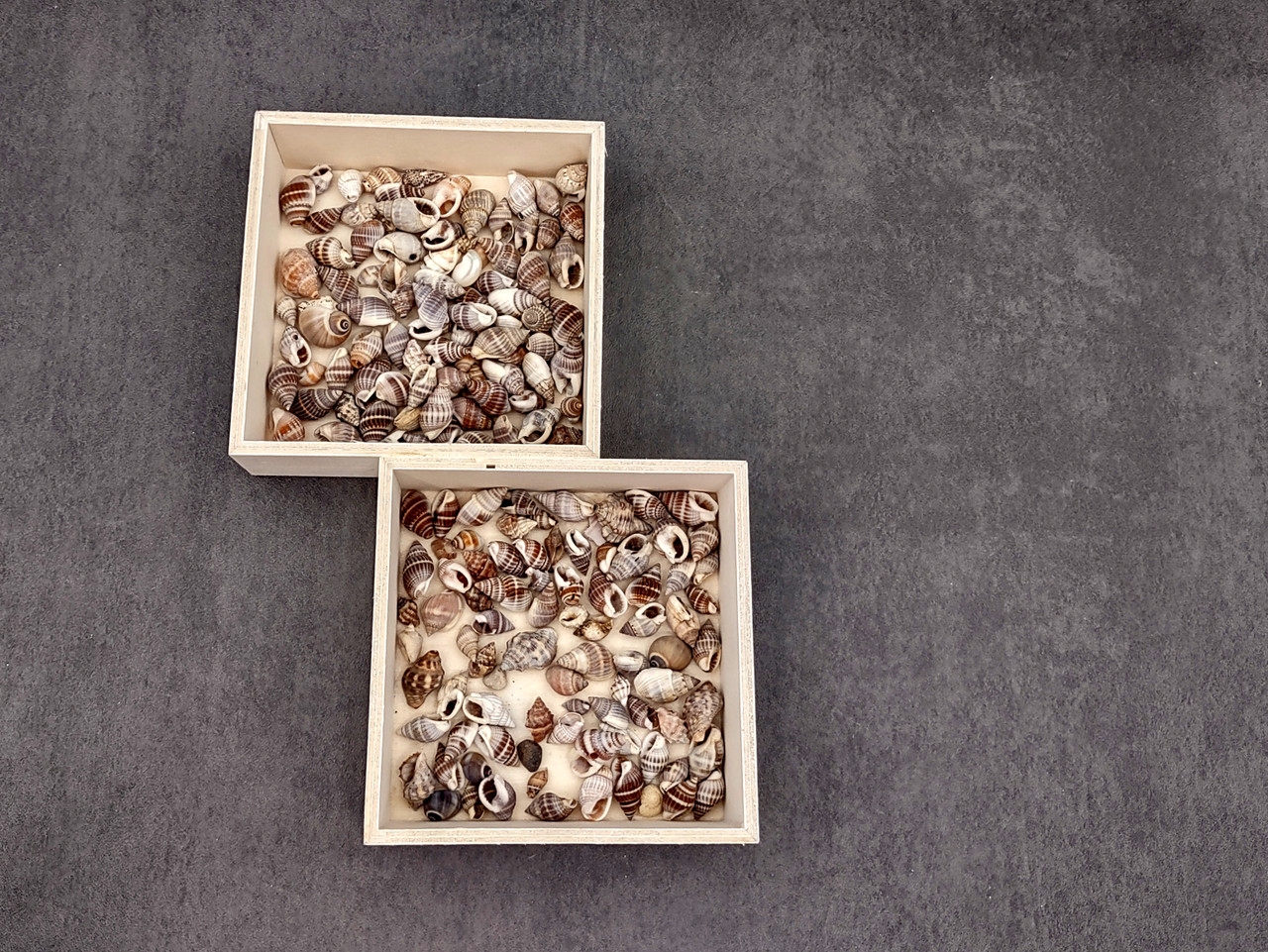 Common Nutmeg Seashells (approx. half cup 150+ shells 0.25 inches ...