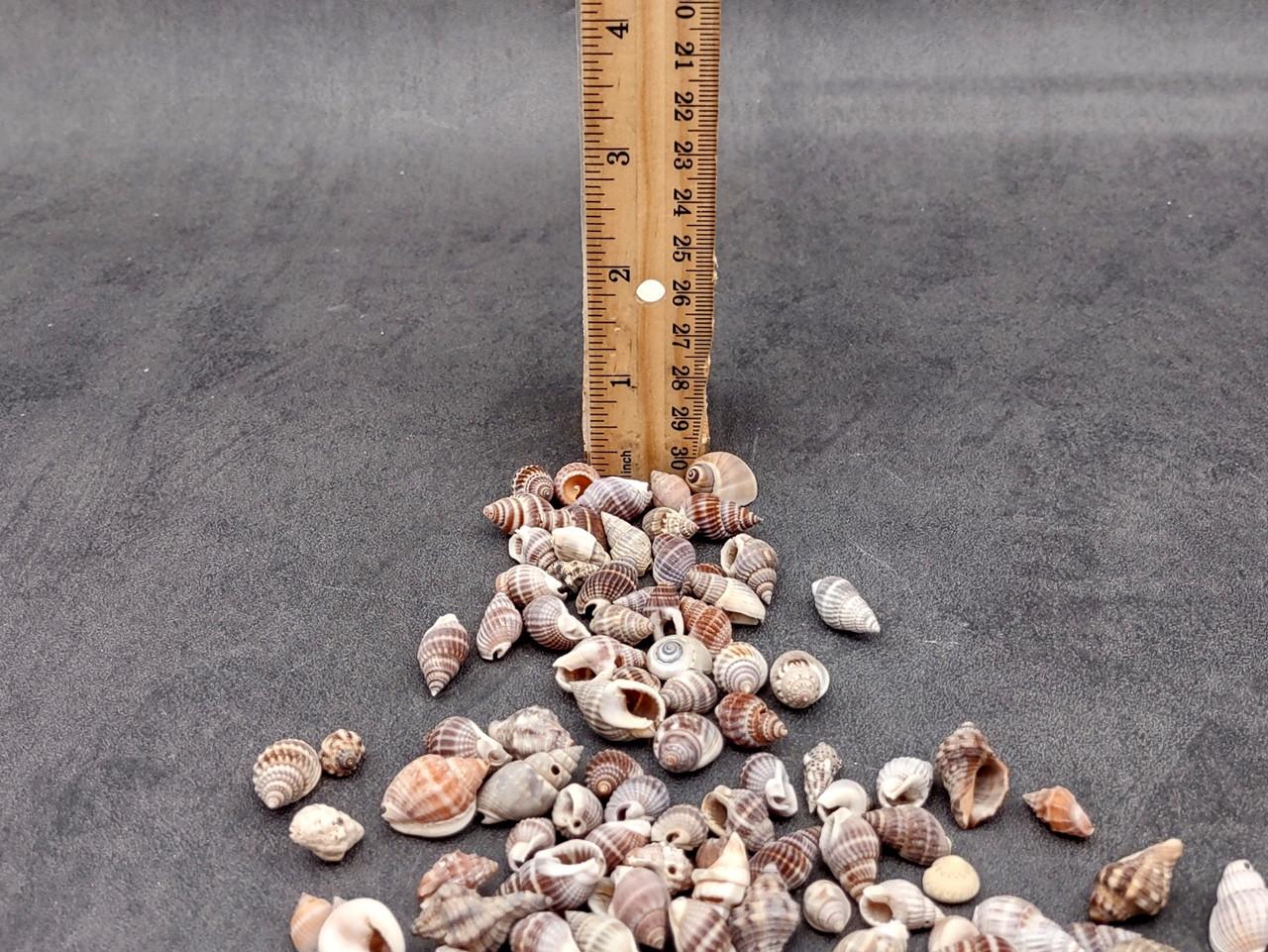 Common Nutmeg Seashells (approx. half cup 150+ shells 0.25 inches ...