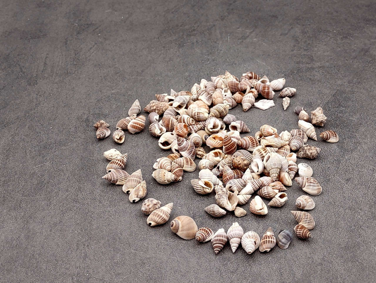 Common Nutmeg Seashells (approx. half cup 150+ shells 0.25 inches ...