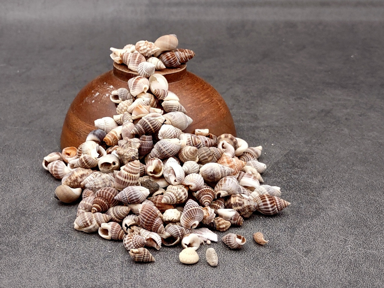 Common Nutmeg Seashells Spiral Cancellaria Reticulata (approx. half cup ...
