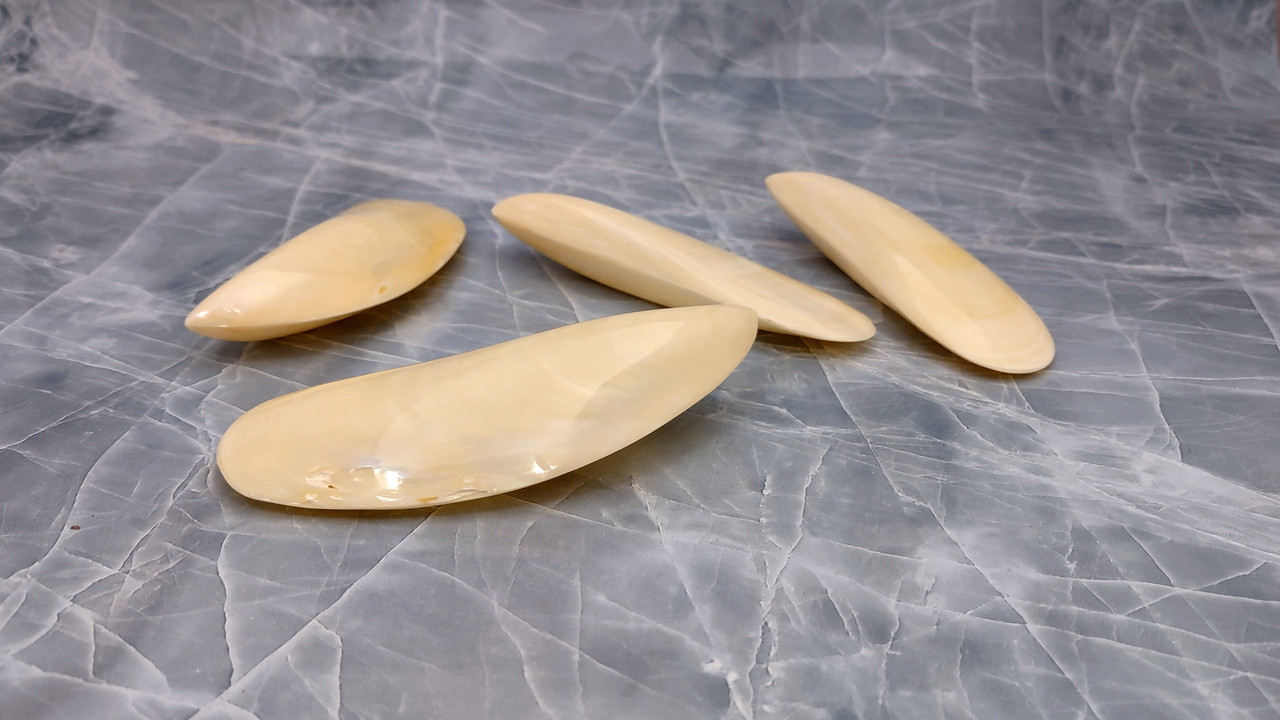 Polished Pearly Mussel Shells - (4 glued pairs approx. 3-3.5 inches)