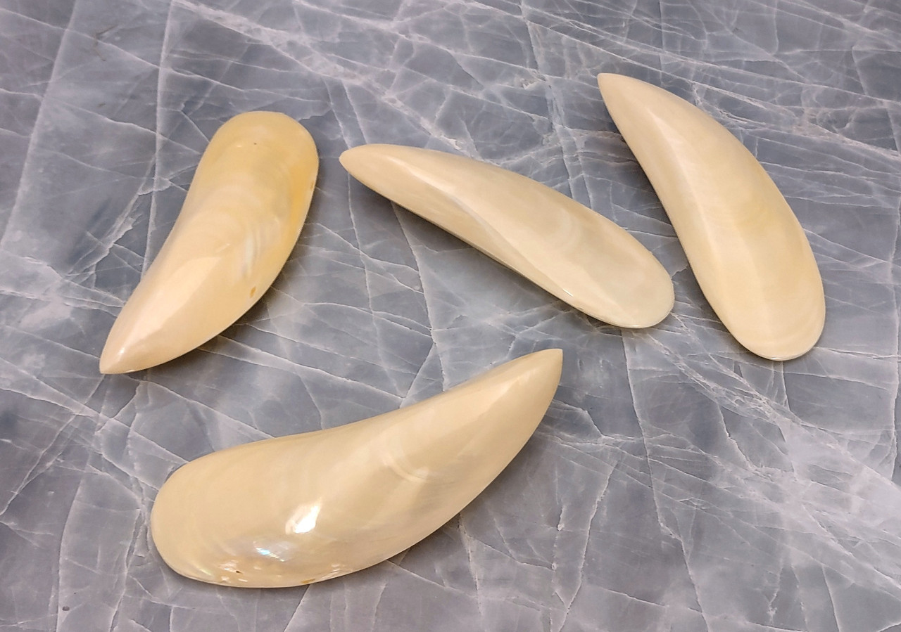 Polished Pearly Mussel Shells - (4 glued pairs approx. 3-3.5 inches)