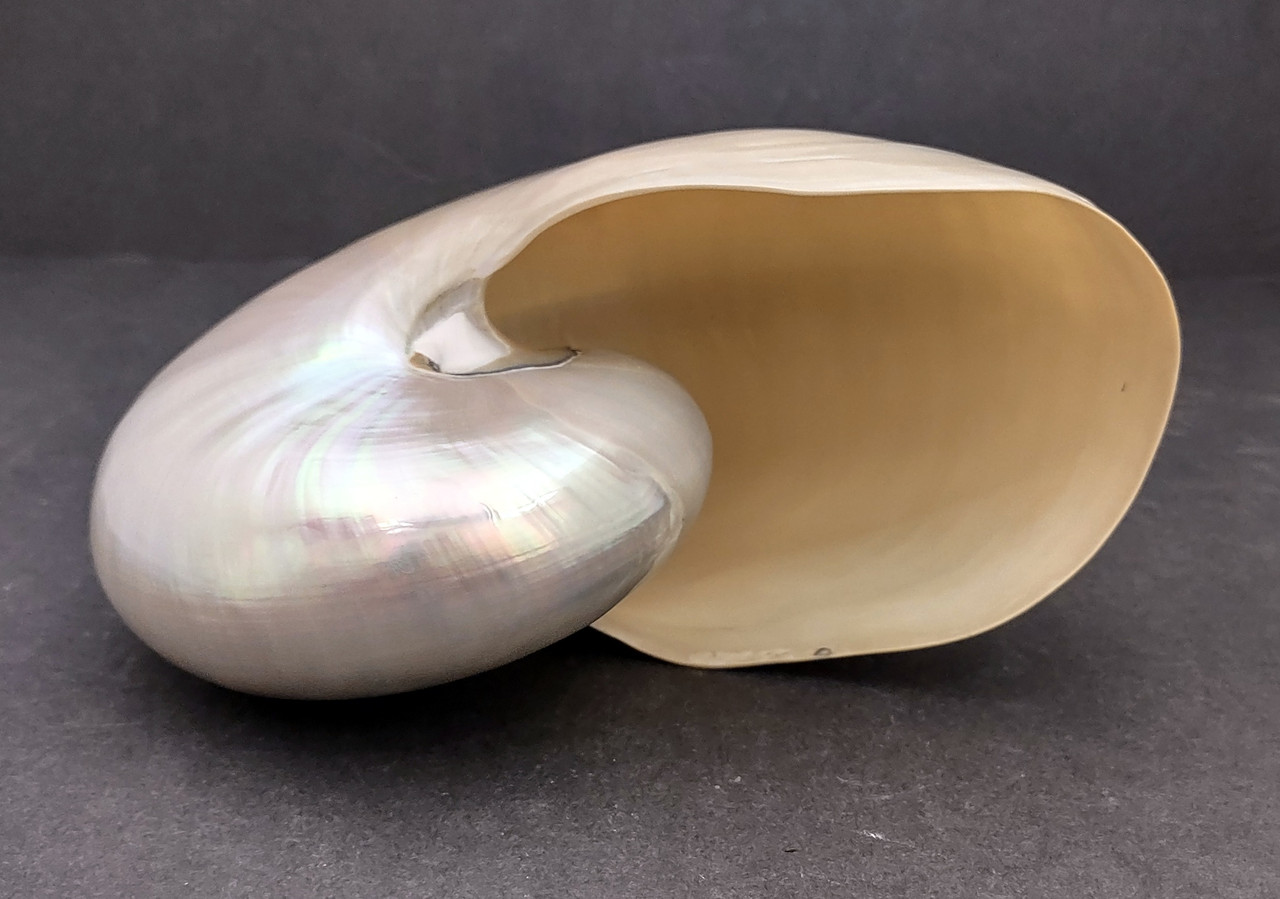 Pearlized Nautilus Seashell Polished Nautilus Pompilius (1 shell approx ...