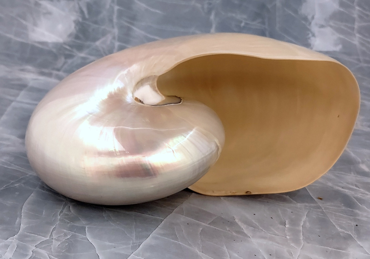 Pearlized Nautilus Seashell Polished Nautilus Pompilius (1 shell approx ...