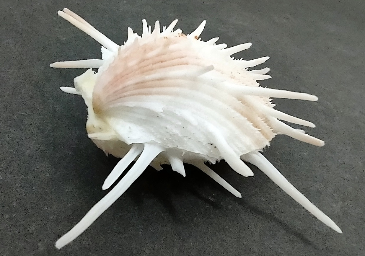 Imperial Thorny Oyster Seashell Pair - Spondylus Imperialis (1 pair=2 ...