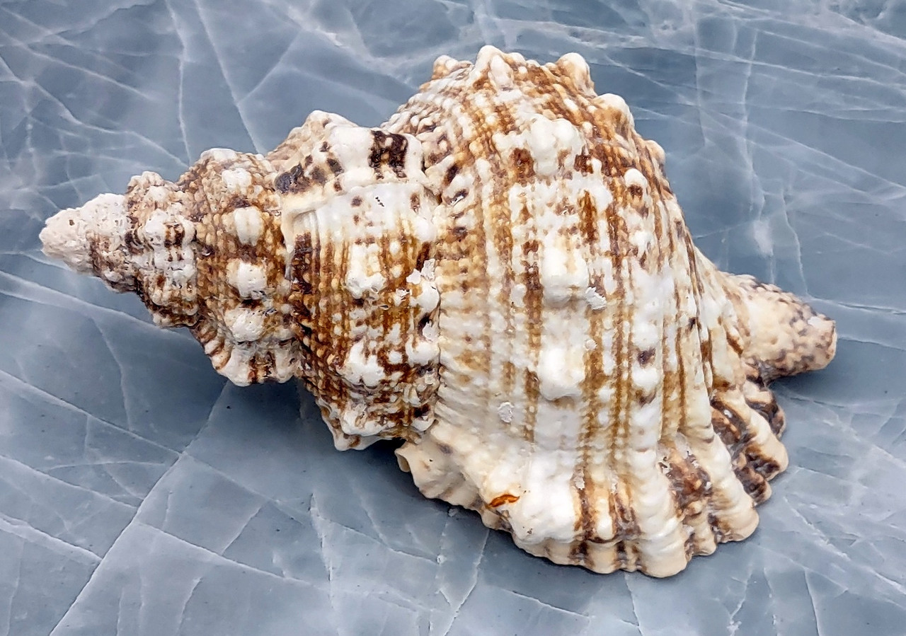 Giant Frog Seashells Brown Tan Orange Bursa Bubo (1 shell approx. 6 ...