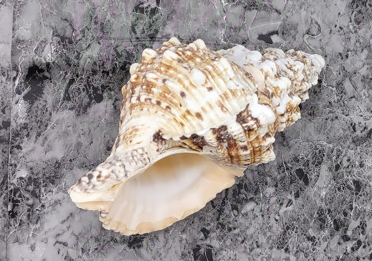 Giant Frog Seashell - Bursa Bubo - (1 shell 6-7 inches)