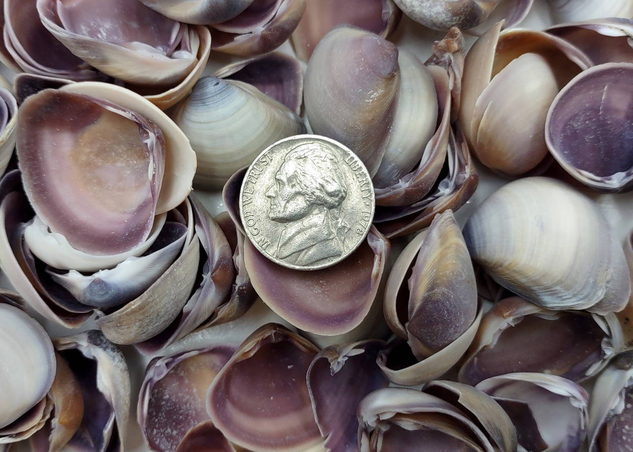 Purple Cay Cay Clam Seashells Donax Variabilis (approx. half cup +/-70 ...