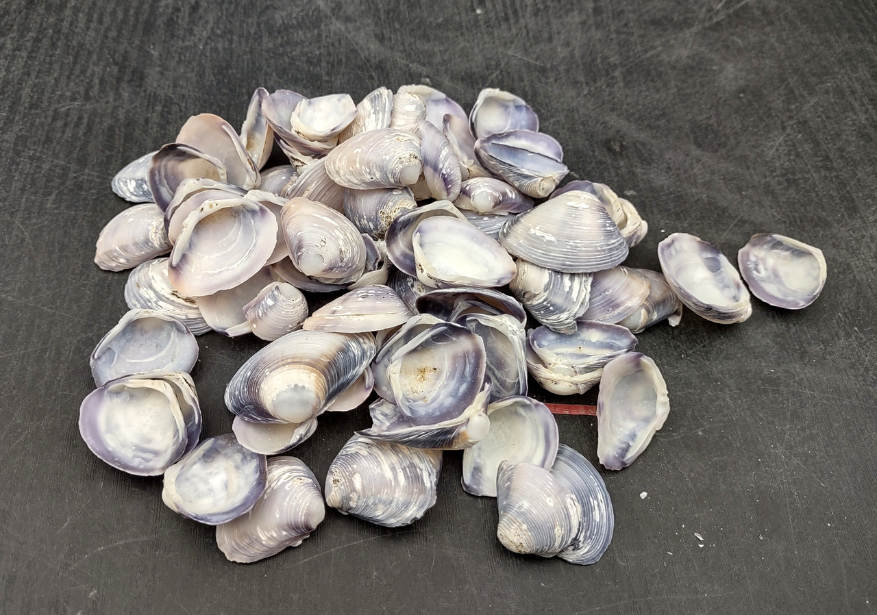 Purple Cay Cay Clam Seashells (approx. half cup 70+ shells 0.5+ inches ...