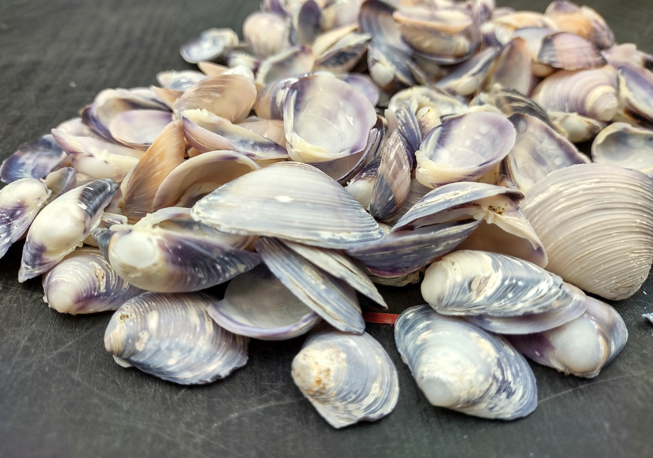 Purple Cay Cay Clam Seashells (approx. half cup 70+ shells 0.5+ inches ...