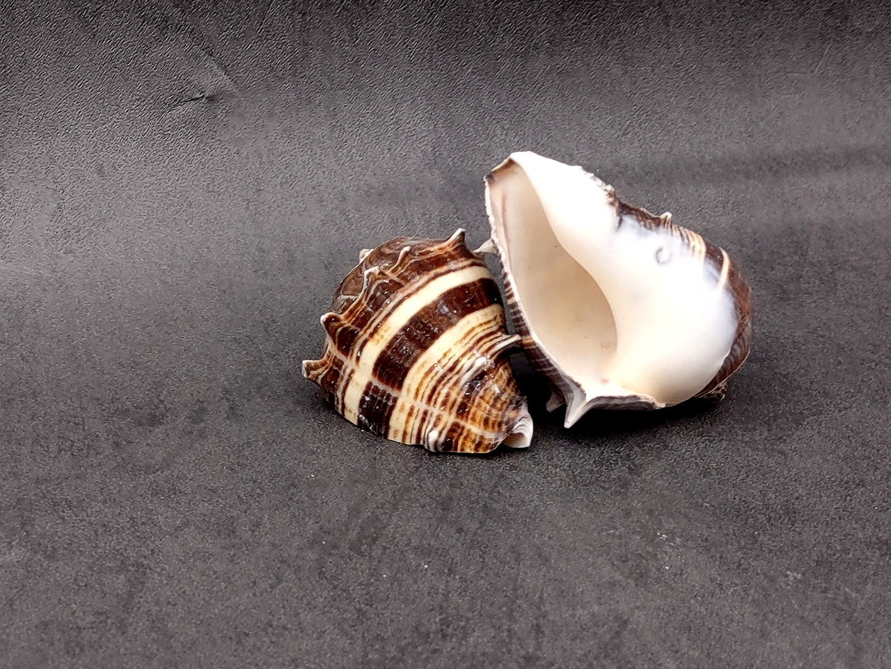 King Crown Conch Seashells Melongena Corona (2 shells approx. 2+ inches ...