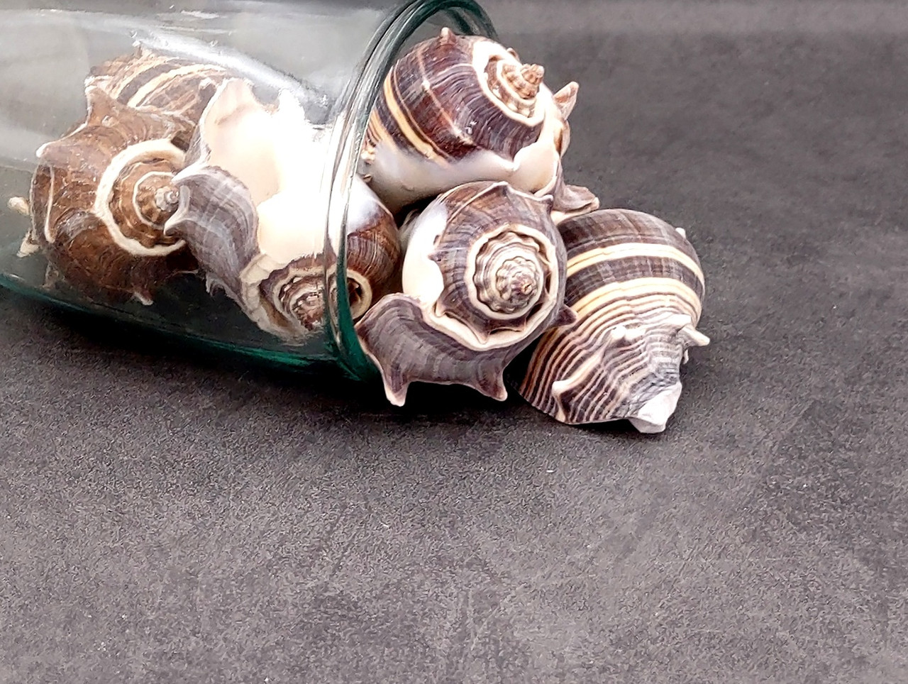 King Crown Conch Seashells Melongena Corona (2 shells approx. 2+ inches ...