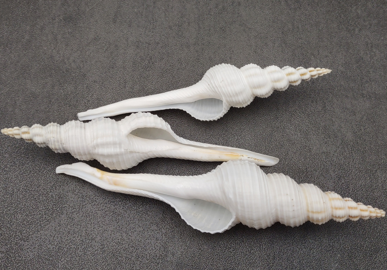 Distaff Spindle Seashells Fusinus Colus (3 shells approx. 4+ inches ...