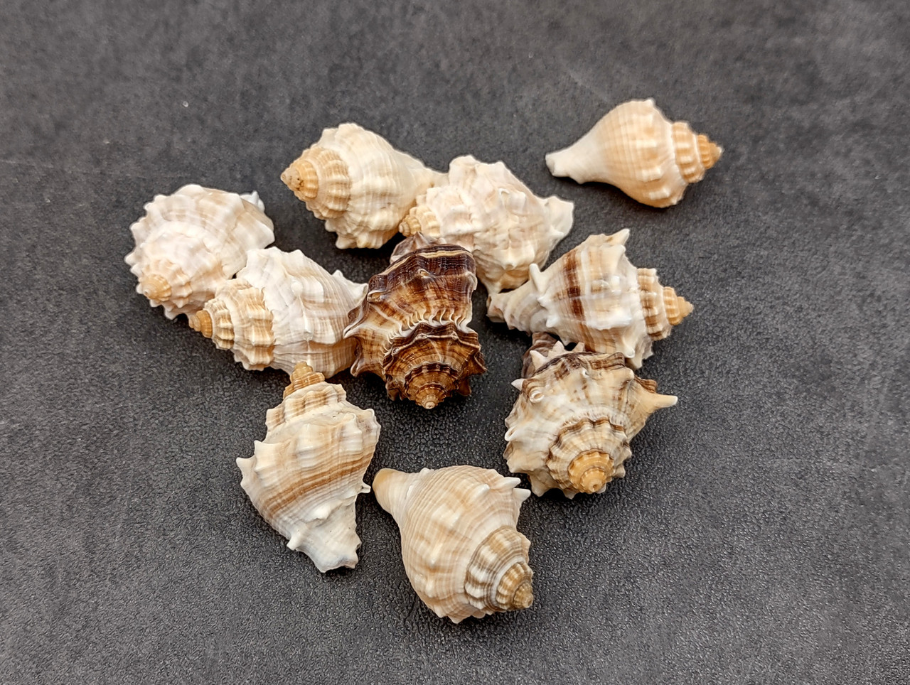 Spiny Melongena Seashells Melongena Bispinosa (10 shells approx. 1 ...