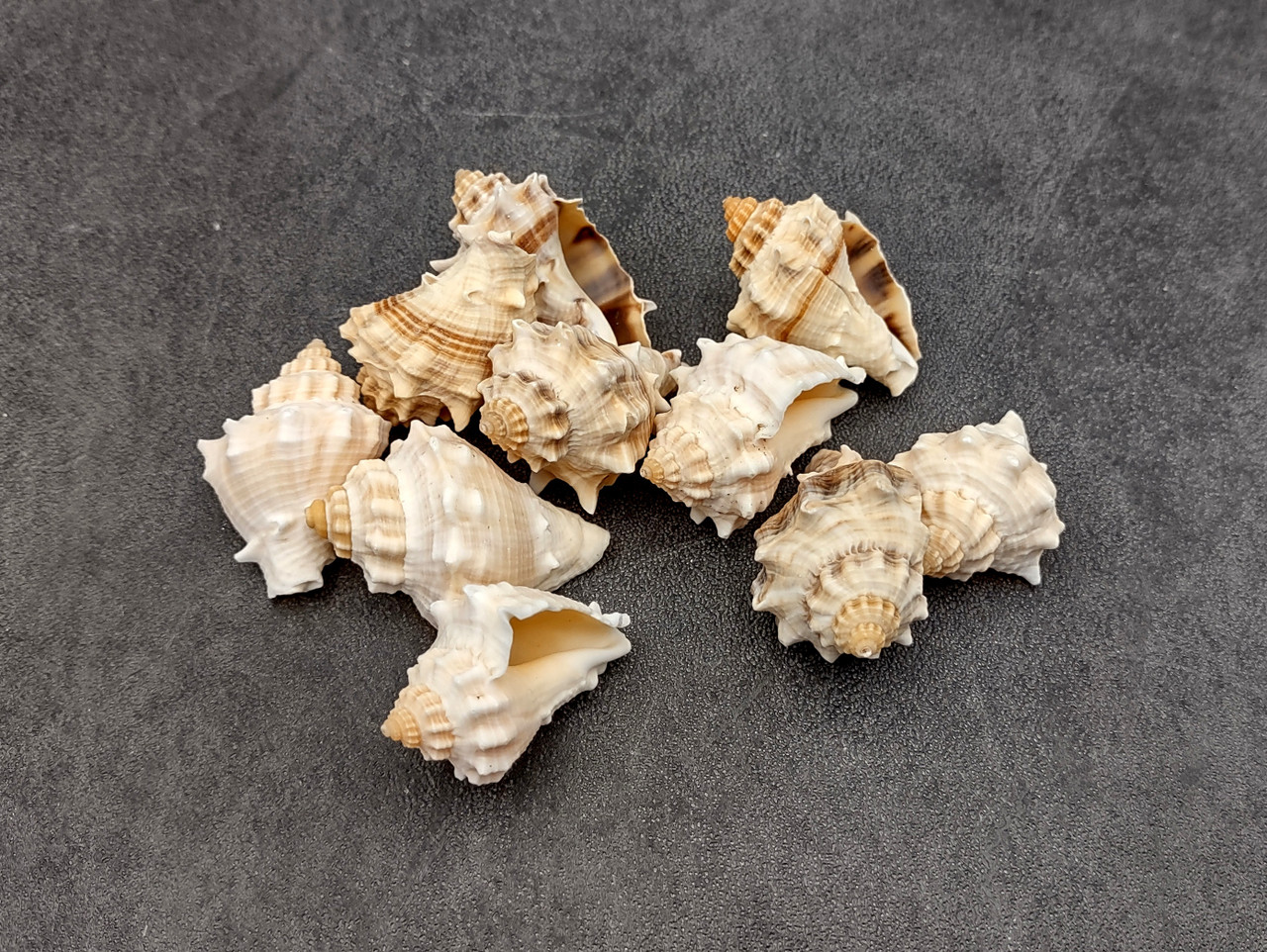 Spiny Melongena Seashells Melongena Bispinosa (10 shells approx. 1 ...