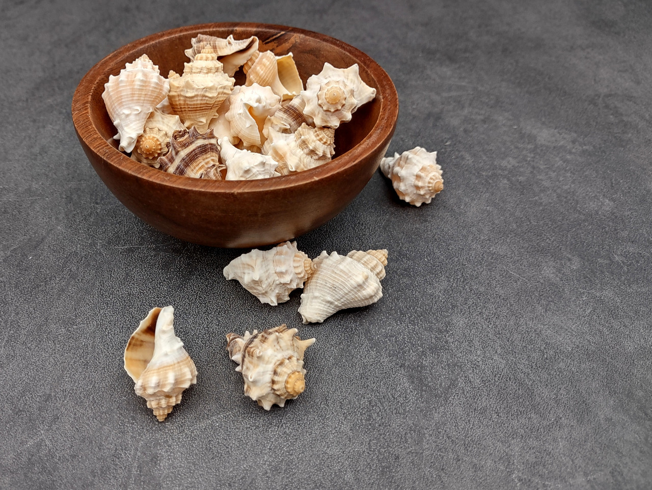 Spiny Melongena Seashells Melongena Bispinosa (10 shells approx. 1 ...