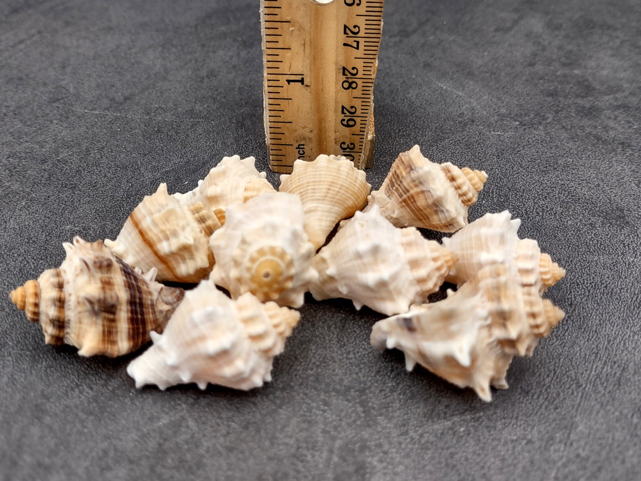 Spiny Melongena Seashells Melongena Bispinosa (10 shells approx. 1 ...