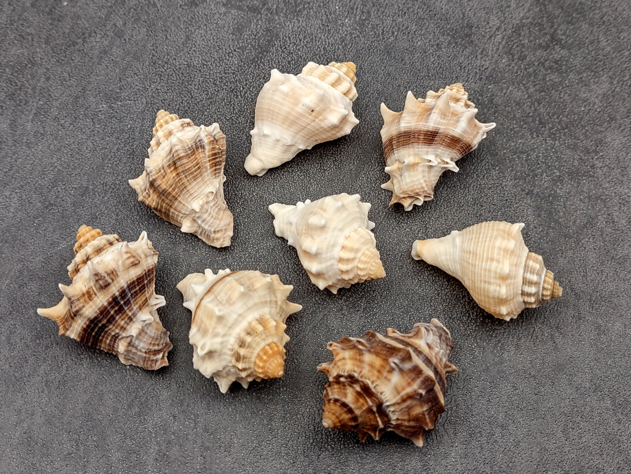 Spiny Melongena Seashells Melongena Bispinosa (10 shells approx. 1 ...