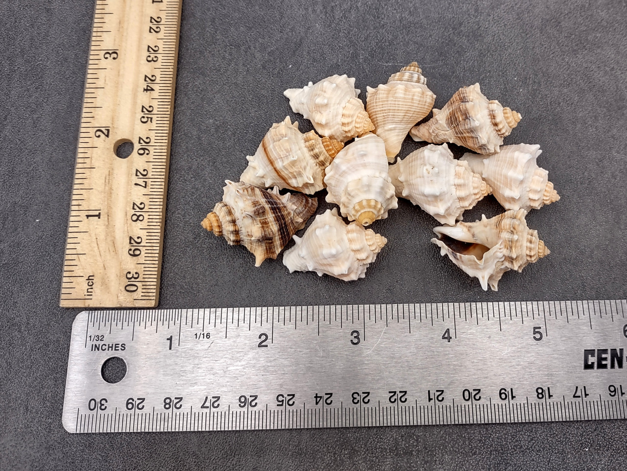 Spiny Melongena Seashells Melongena Bispinosa (10 shells approx. 1 ...