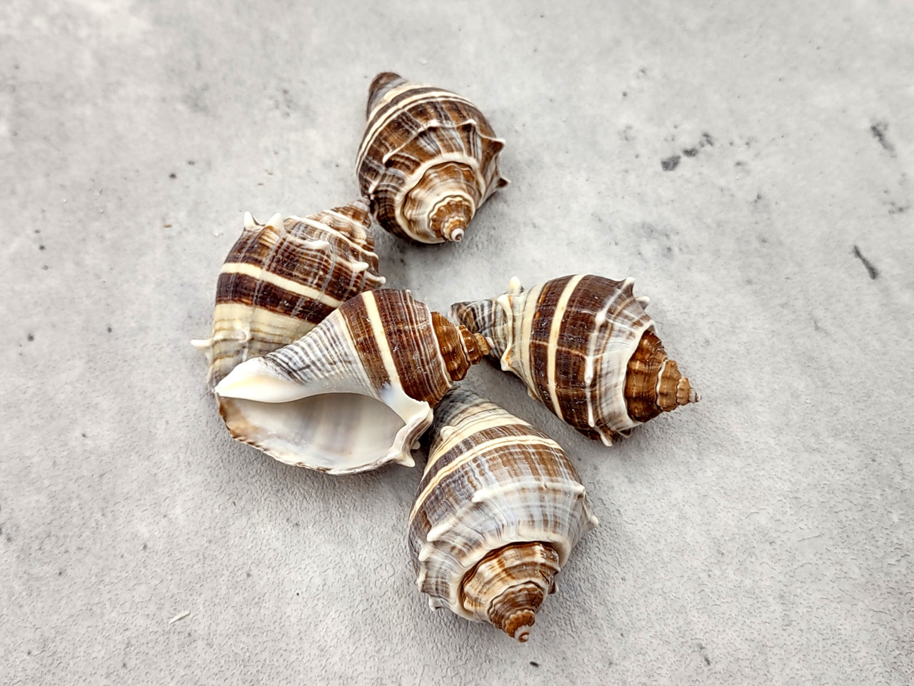 Common Crown Conch Seashells Melongena Corona (5 shells approx. 1.5 ...