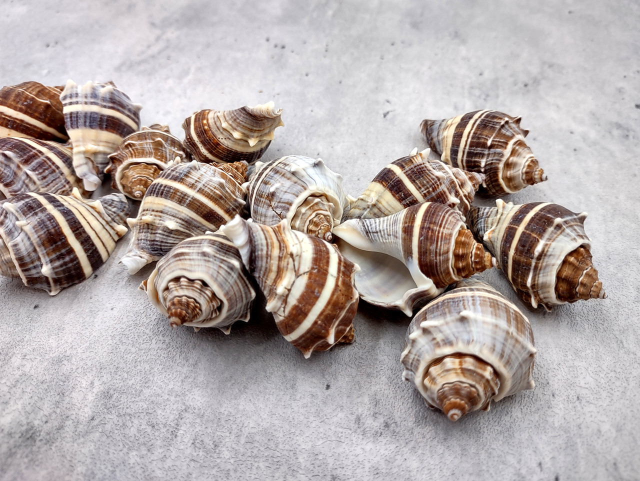 Common Crown Conch Seashells Melongena Corona (5 shells approx. 1.5 ...