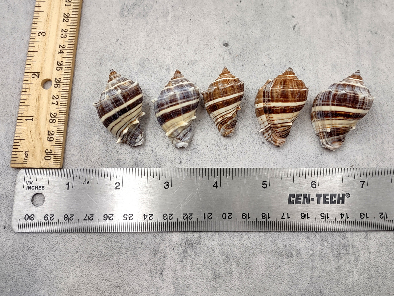 Common Crown Conch Seashells Melongena Corona (5 shells approx. 1.5 ...