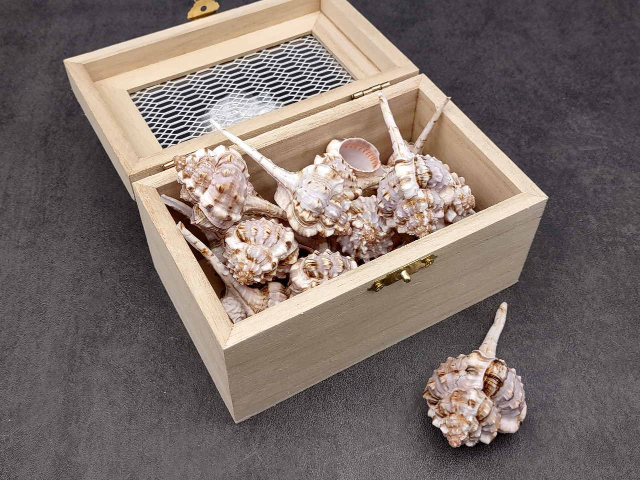 Snipes Bill Murex Seashells Murex Haustellum (5 shells approx. 2.25 ...