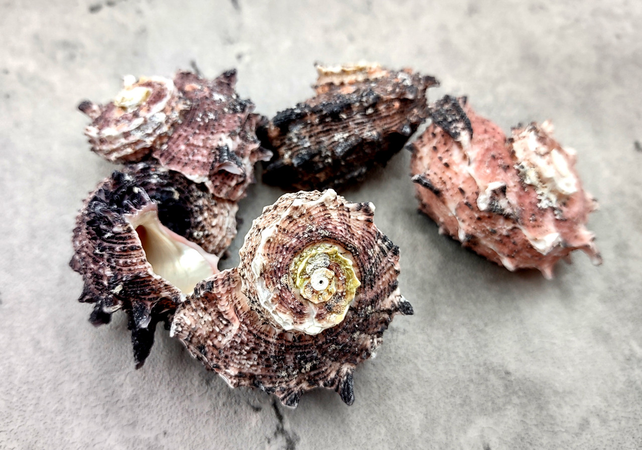 Dolphin Seashells Spiral Pink Black Angaria Delphinus (5 shells approx ...