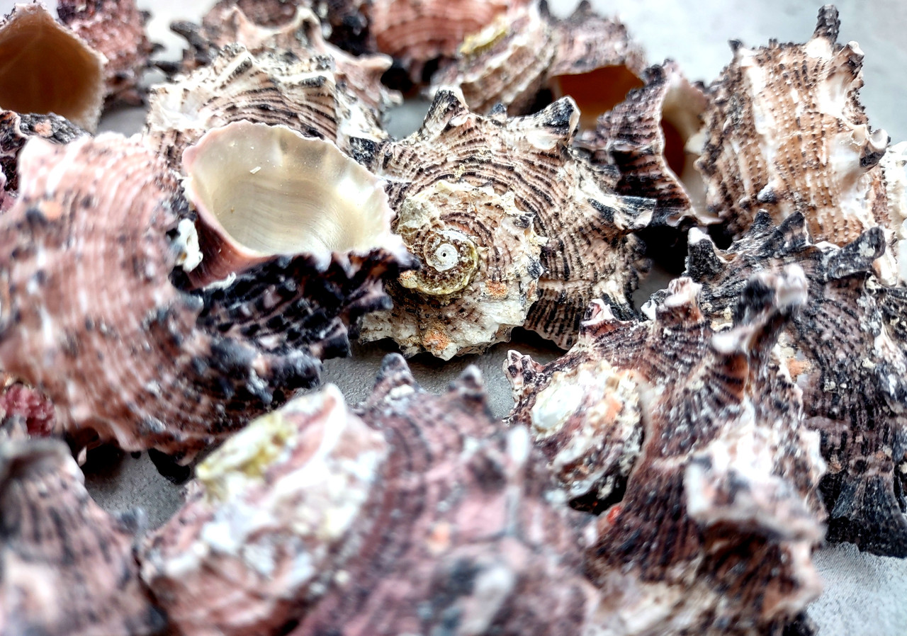 Dolphin Seashells Spiral Pink Black Angaria Delphinus (5 shells approx ...