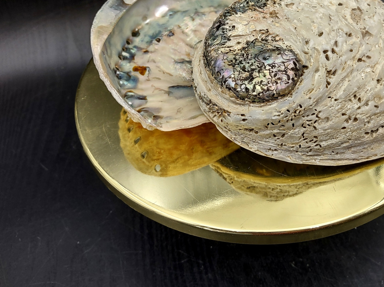 Midas South African Abalone Shell Haliotis Midae (1 shell approx. 6 ...