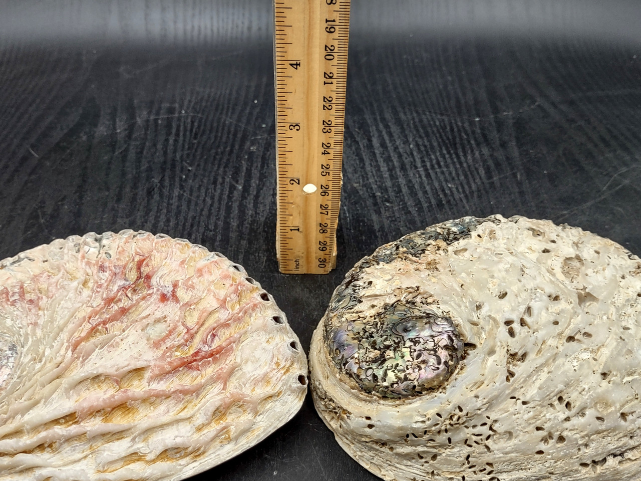 Midas South African Abalone Shell Haliotis Midae (1 shell approx. 6 ...