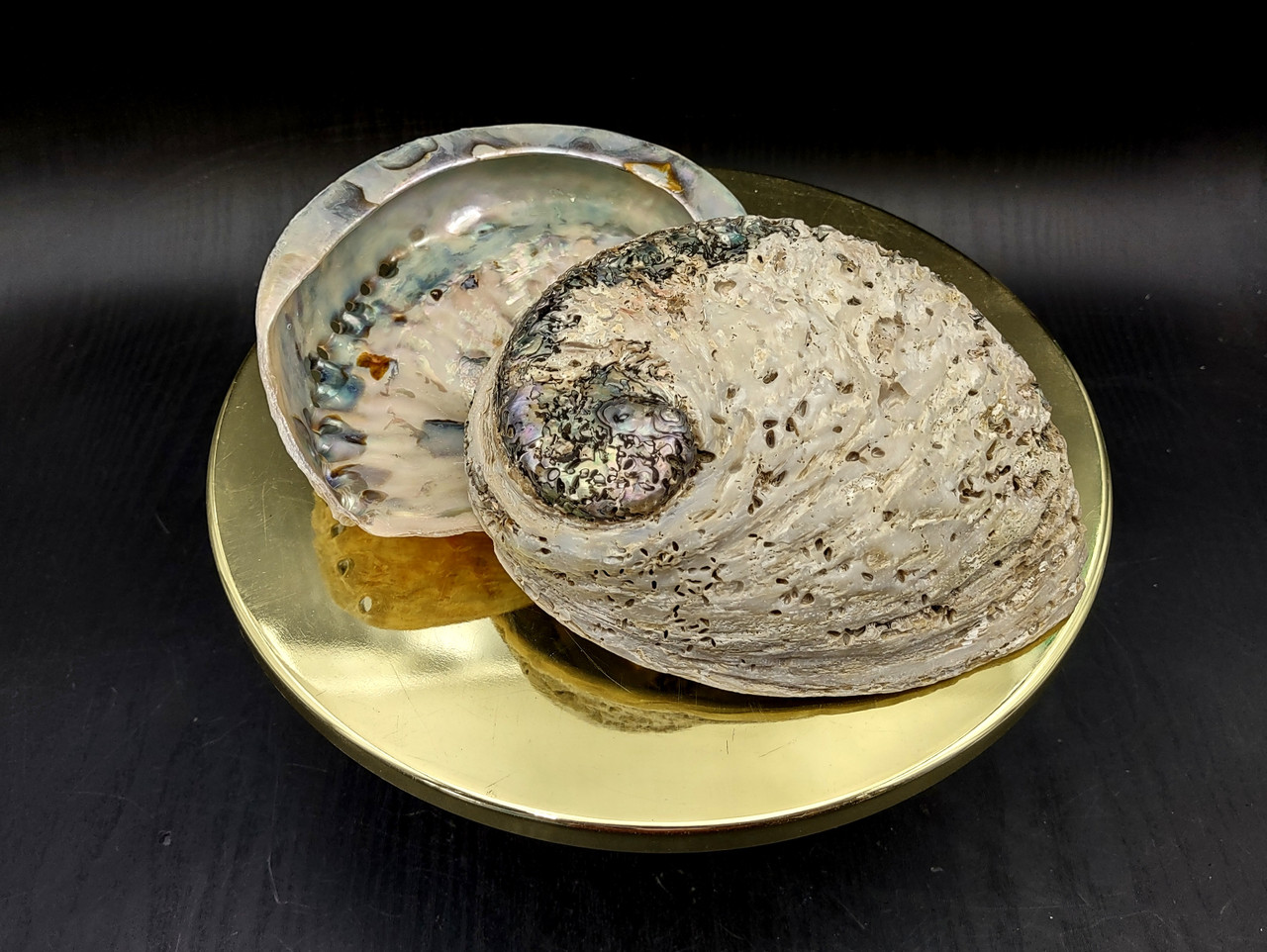 Midas South African Abalone Shell Haliotis Midae (1 shell approx. 6 ...