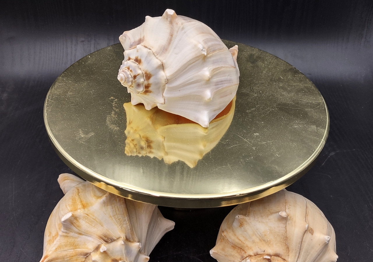 Right Handed Whelk Seashell Creamy Yellow Atlantic Busycon Carica (1 ...