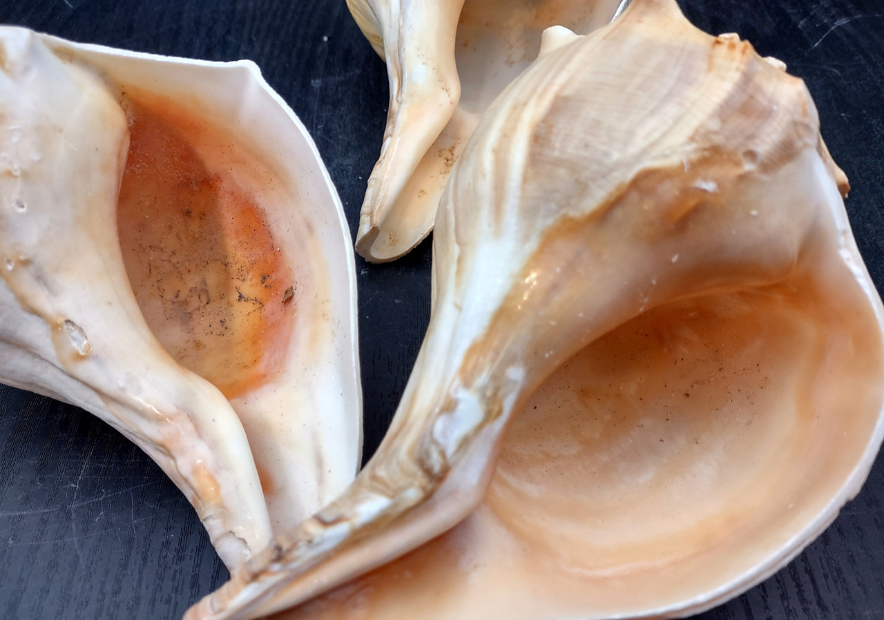 Right Handed Whelk Seashell Creamy Yellow Atlantic Busycon Carica (1 ...