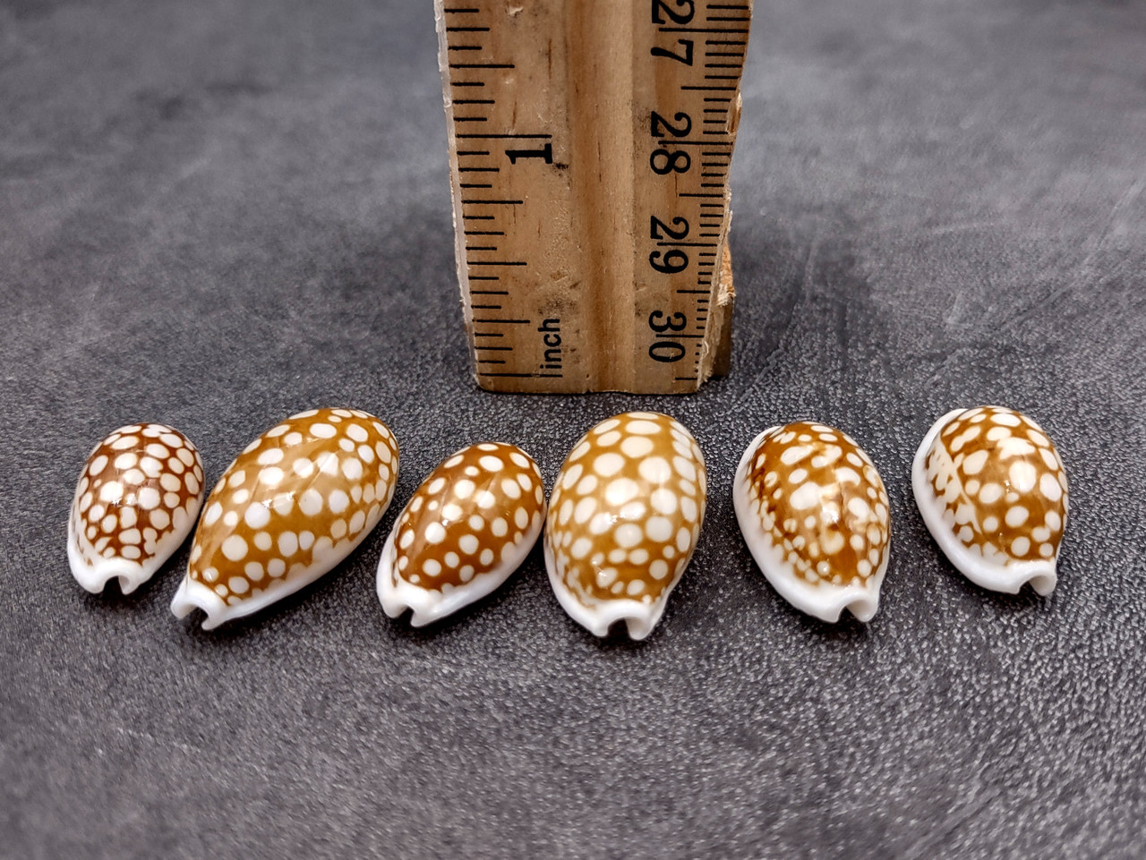 Large Sieve Cowrie Seashell Cypraea Cribraria (1 shell 1+ inches ...