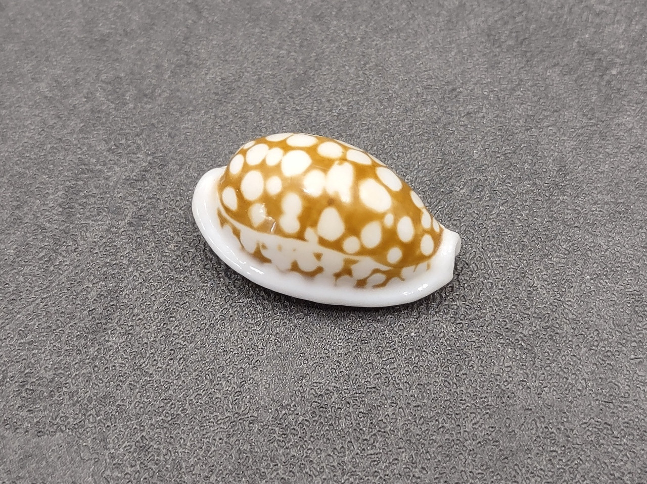 Small Sieve Cowrie Seashell Cypraea Cribaraia (1 shell 0.75+ inches ...