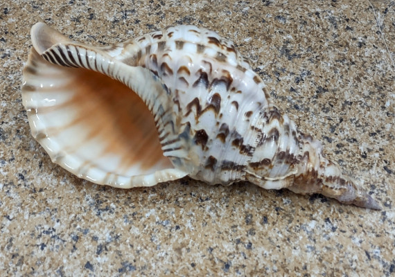 Pacific Triton - Charonia Tritonis - (1 shell approx. 10-11 inches)