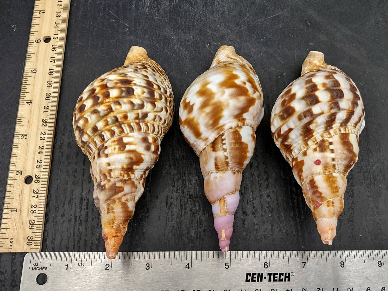 Caribbean Triton Seashell Charonia Tritonis (1 shell approx. 5+ inches ...