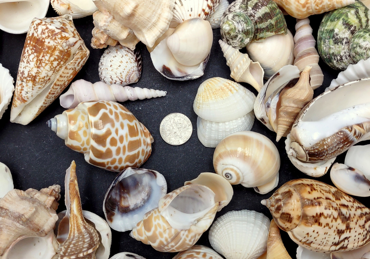 Indian Ocean Seashell Assorted Mix (approx. 1 kilogram 160+ shells 0.5 ...