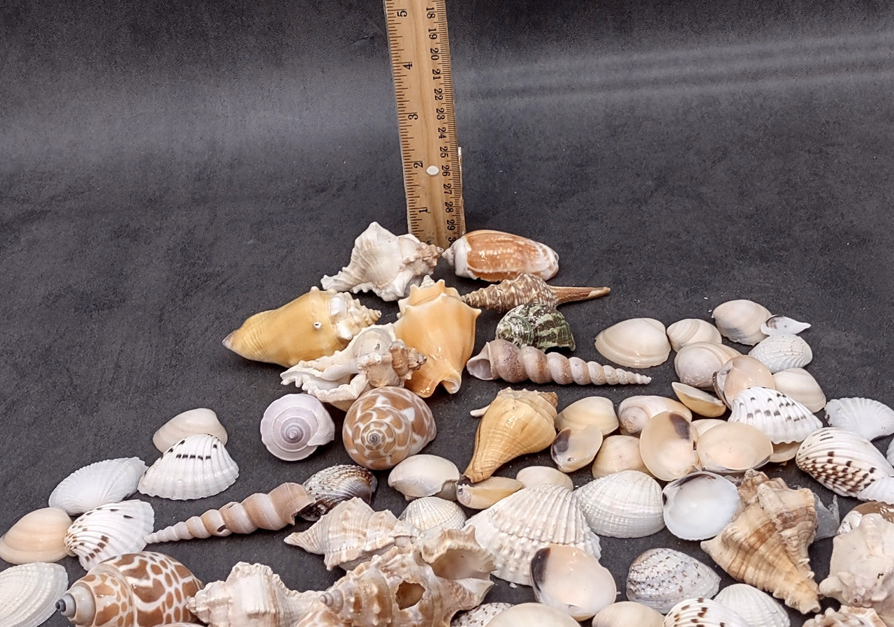 Indian Ocean Seashell Assorted Mix (approx. 1 kilogram 160+ shells 0.5 ...