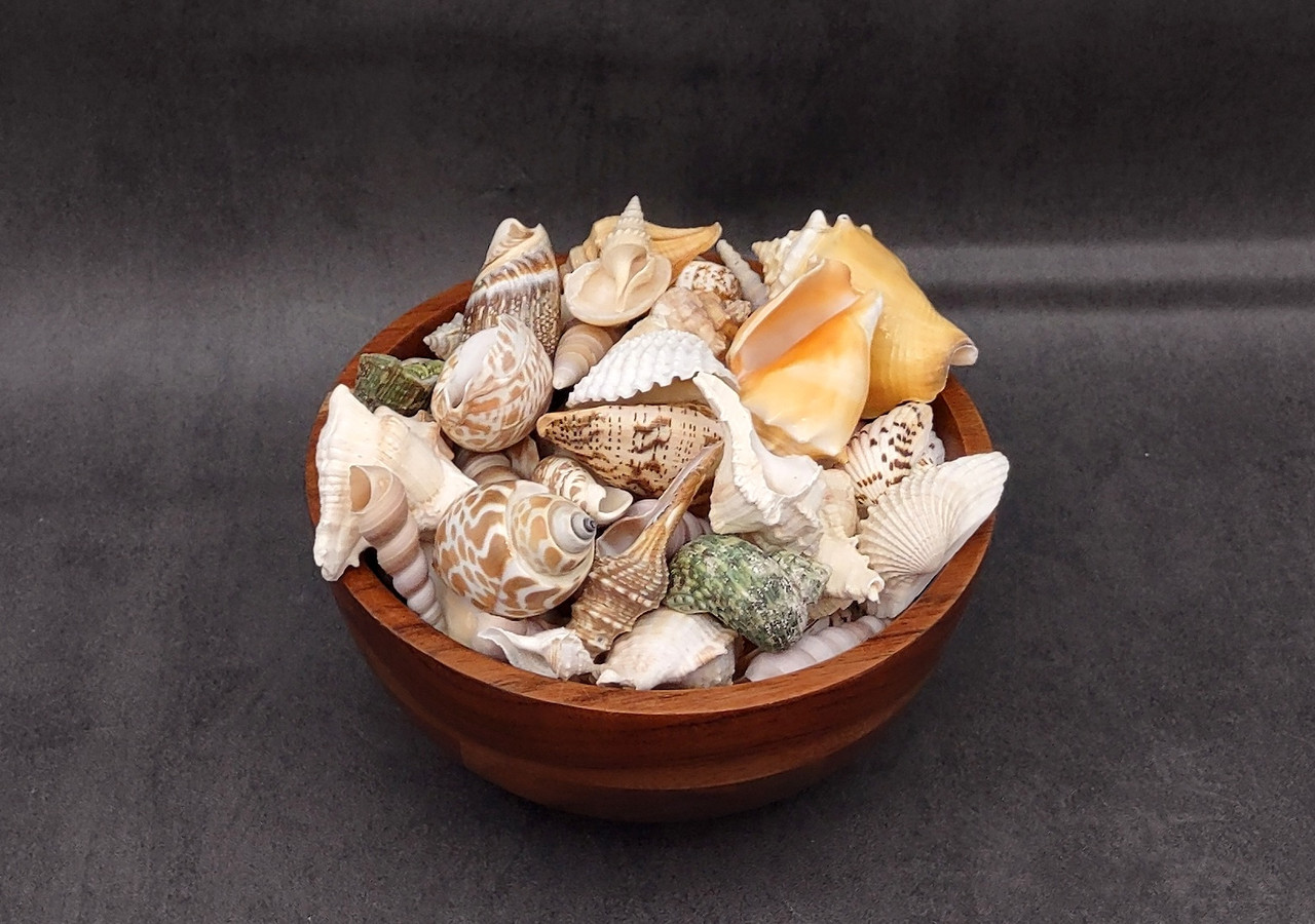 Indian Ocean Seashell Assorted Mix (approx. 1 kilogram 160+ shells 0.5 ...