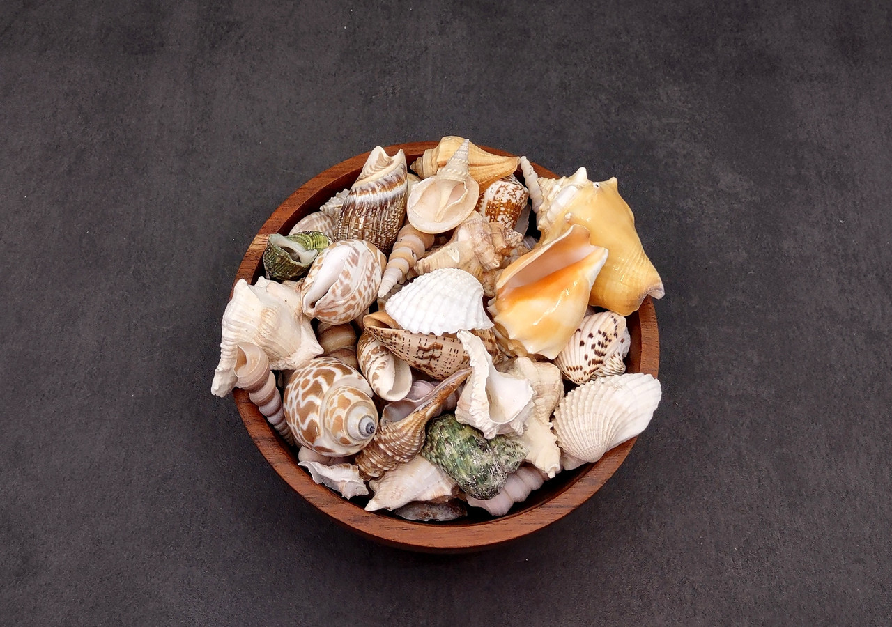 Indian Ocean Seashell Mix (approx. 1 kilogram 160+ shells 1-2+ inches ...